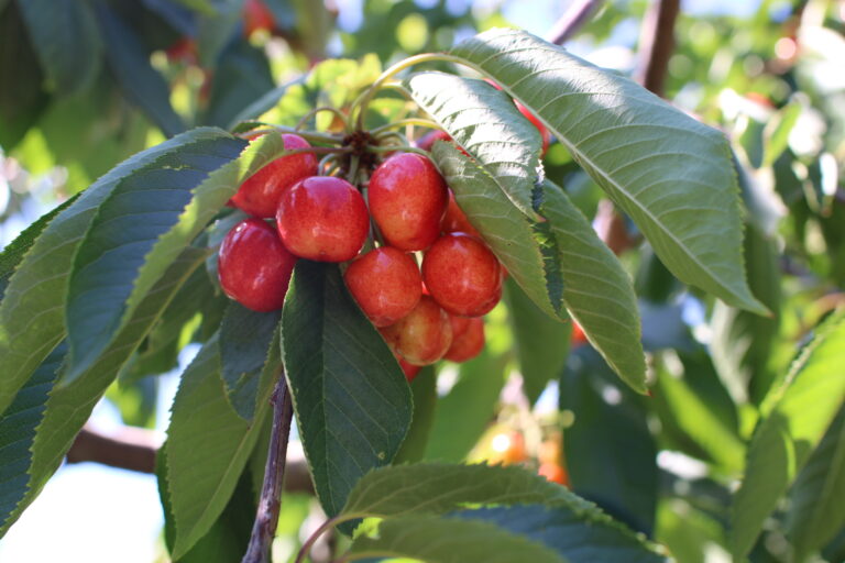 Decoding Cherry Pollination: A Guide to Matching Cherry Trees and ...